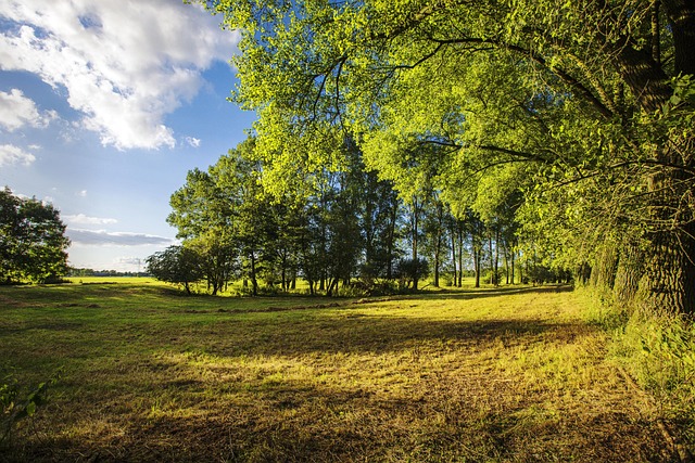 Arbre Paysage Nature Des - Photo gratuite sur Pixabay - Pixabay