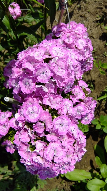 Carnation Nature Flowers - Free photo on Pixabay