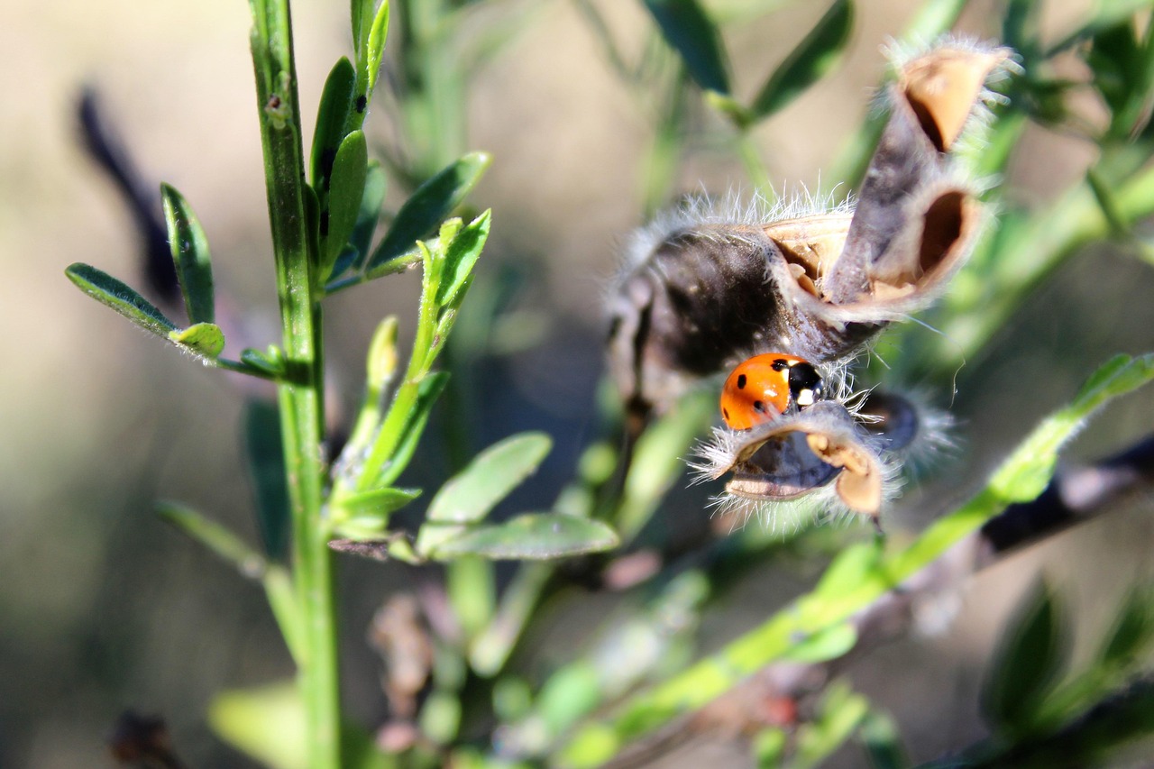 20,000+ Free Lady Bugs & Bug Images - Pixabay