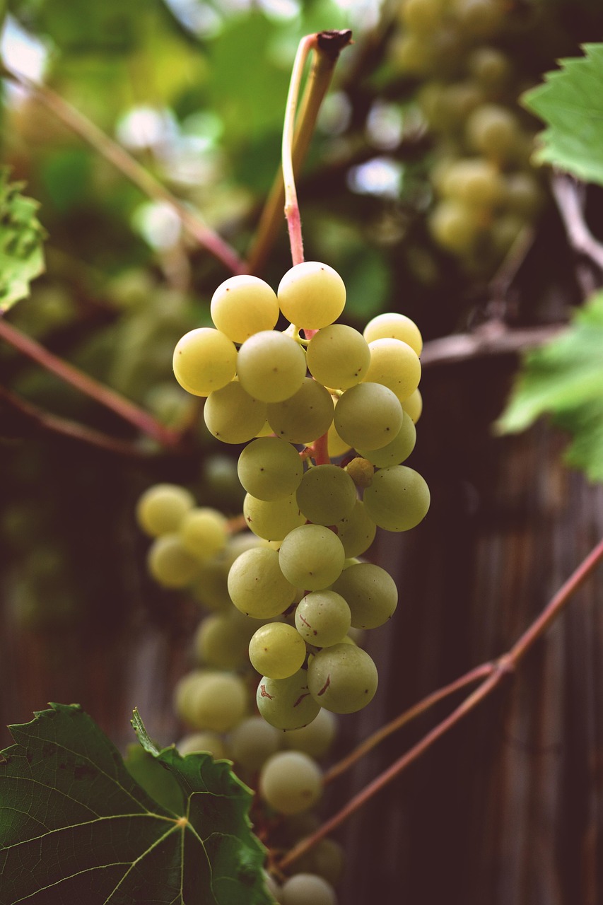 Druvor Vin Vinranka - Gratis foto på Pixabay - Pixabay