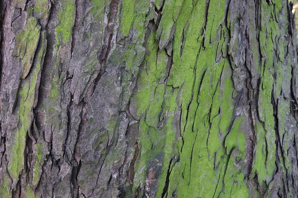 Árvore A Casca Floresta - Foto gratuita no Pixabay