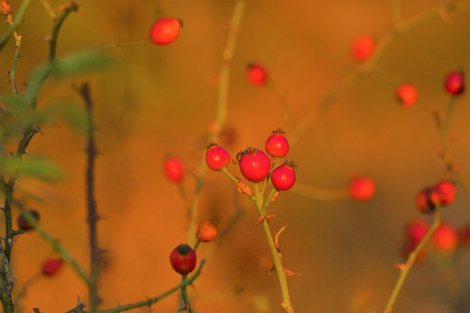 Rosehip Herb Nature - Free photo on Pixabay