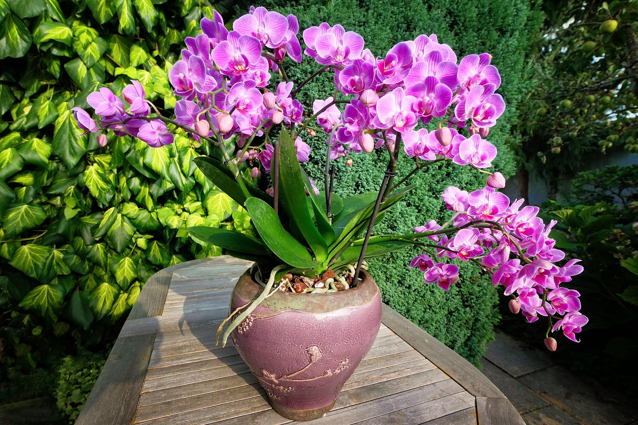 Orchid Vase Flower - Free photo on Pixabay