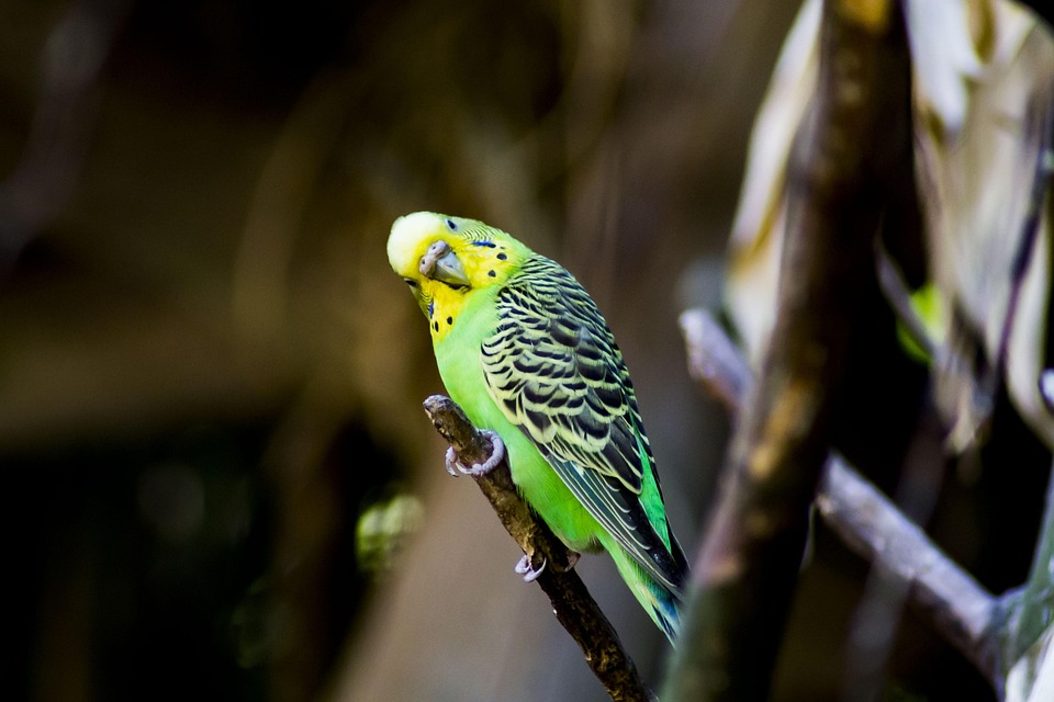Bird Budgie Nature - Free photo on Pixabay
