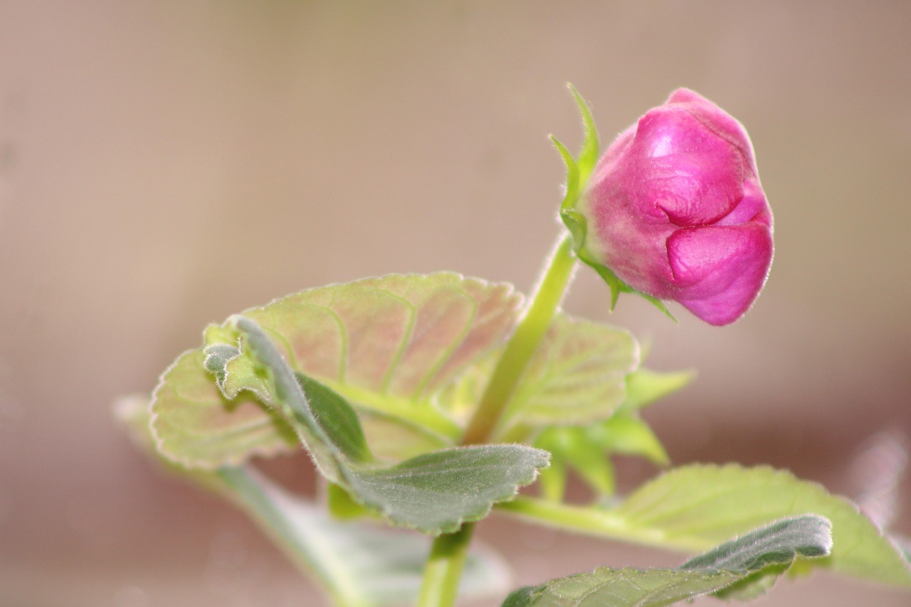 60+ Free Gloxinia & Nature Images - Pixabay