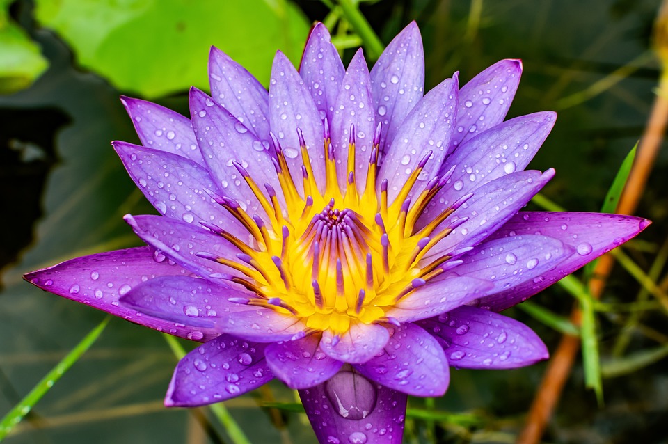 Lotus Flower Water - Free photo on Pixabay - Pixabay