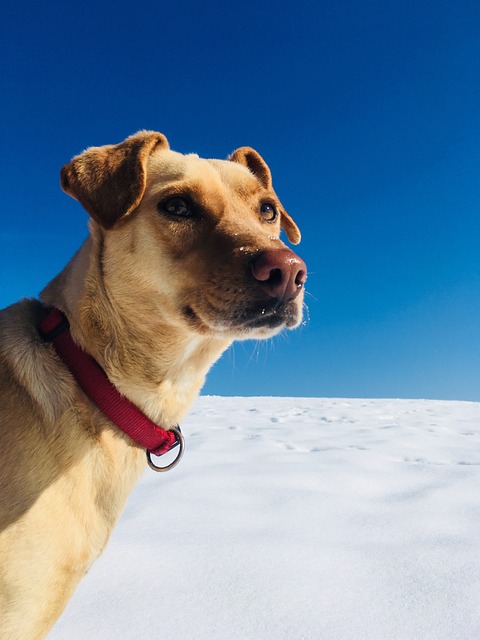 Chien Hiver Neige Ciel - Photo gratuite sur Pixabay - Pixabay