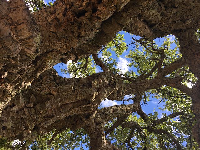 40+ Free Cork Tree & Cork Images - Pixabay