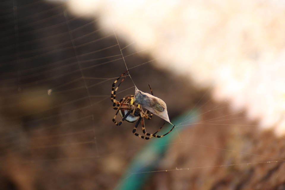 Wasp Spider Web - Free photo on Pixabay