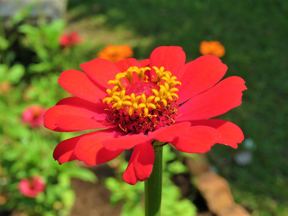 Zinnia Fleur Plantes - Photo gratuite sur Pixabay - Pixabay