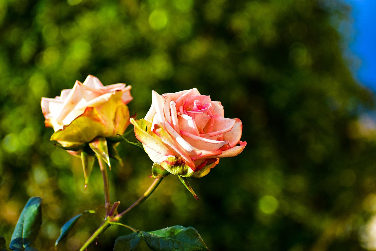 Rosa Bella Flor - Foto gratuita no Pixabay - Pixabay