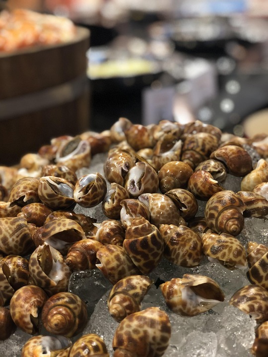 Sea Food Shell Seafood - Free photo on Pixabay - Pixabay