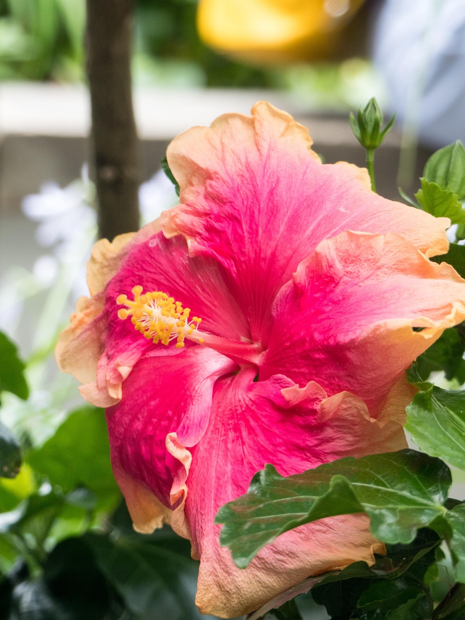 Hibiscus Fleur La Nature - Photo gratuite sur Pixabay - Pixabay