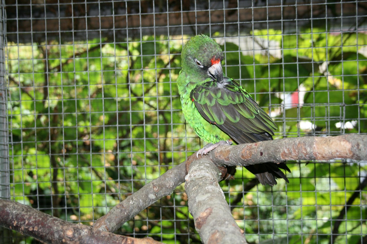 Jardine Del Loro Pájaro - Foto gratis en Pixabay - Pixabay