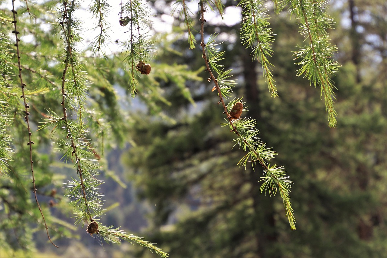 In The Forest Conifer Larch - Free photo on Pixabay