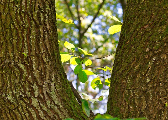 Beech Trees Bark - Free photo on Pixabay - Pixabay