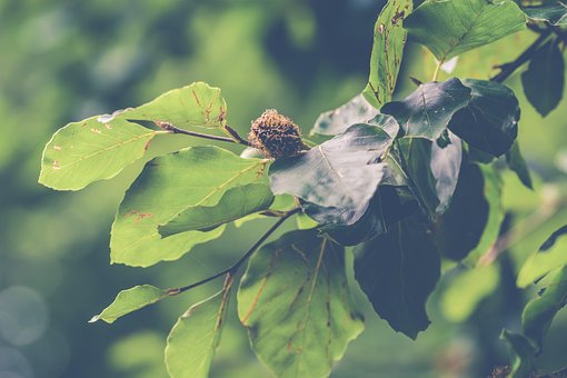 20+ Free Beech Nuts & Beech Images - Pixabay