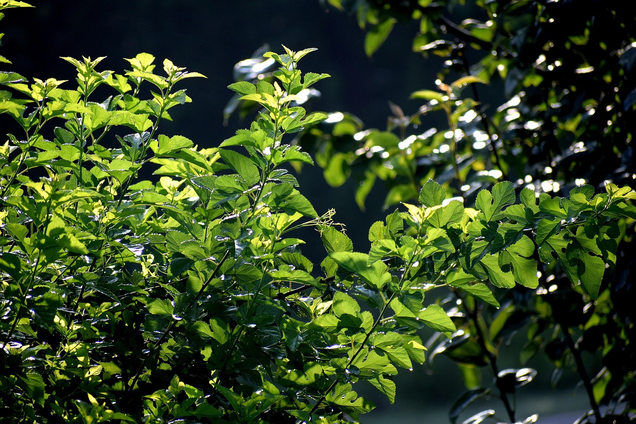 Boom Plantaardige Bladeren - Gratis foto op Pixabay - Pixabay