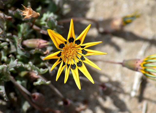Planta Margarida Hardy Vegetação - Foto gratuita no Pixabay - Pixabay