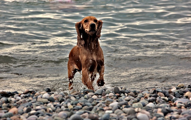 Perro Batumi Georgia - Foto gratis en Pixabay - Pixabay