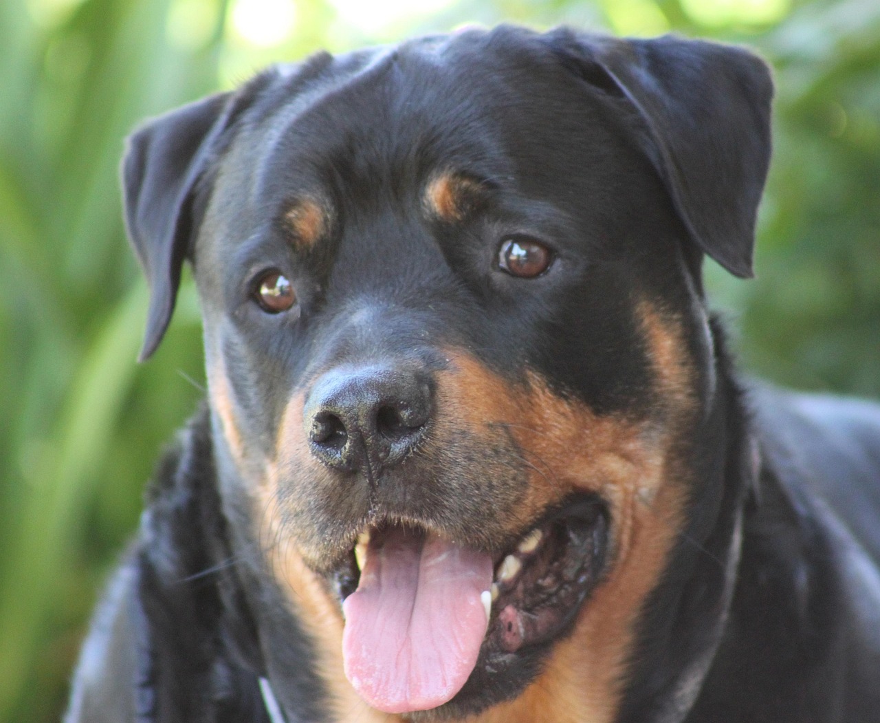 80+ Free Rottweiler Portrait & Rottweiler Images - Pixabay