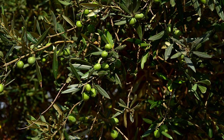 Olivenbaum Fotos - Kostenlose Bilder Downloads - Pixabay