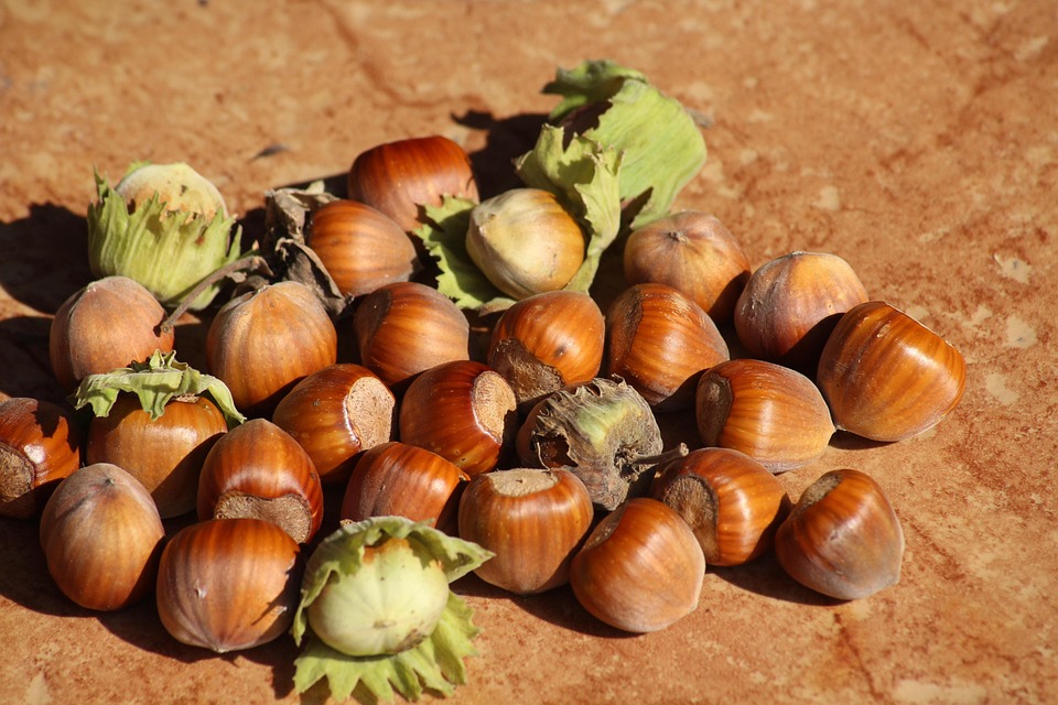 Hazelnuts Hazel Autumn - Free photo on Pixabay
