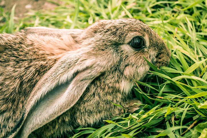 Más de 3.000 fotos de Rabbit y Conejo gratis - Pixabay