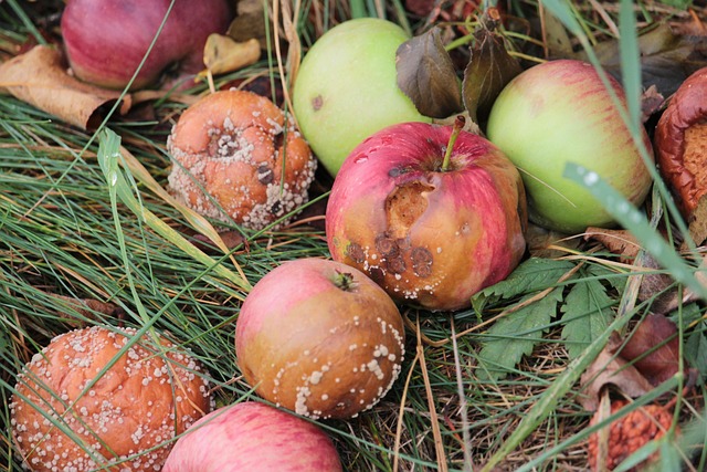 Apple Rot Mold - Free photo on Pixabay