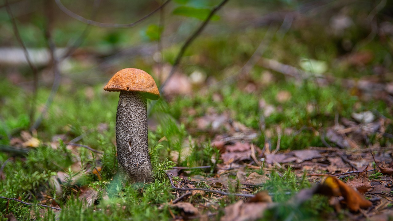 Mushroom Forest Autumn - Free photo on Pixabay - Pixabay
