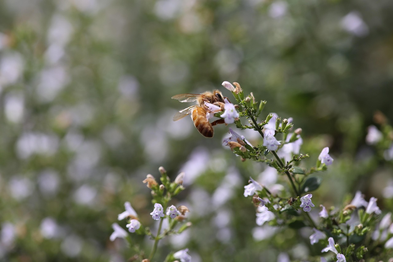 Abeja Insecto Flor - Foto gratis en Pixabay - Pixabay
