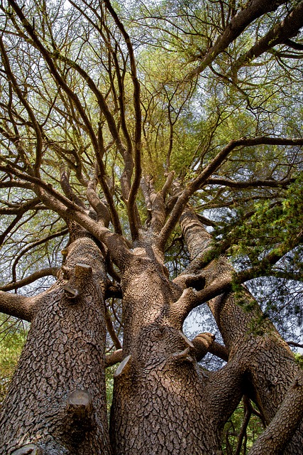 Más de 200 000 imágenes gratis de Árbol De Cedro y Cedro - Pixabay