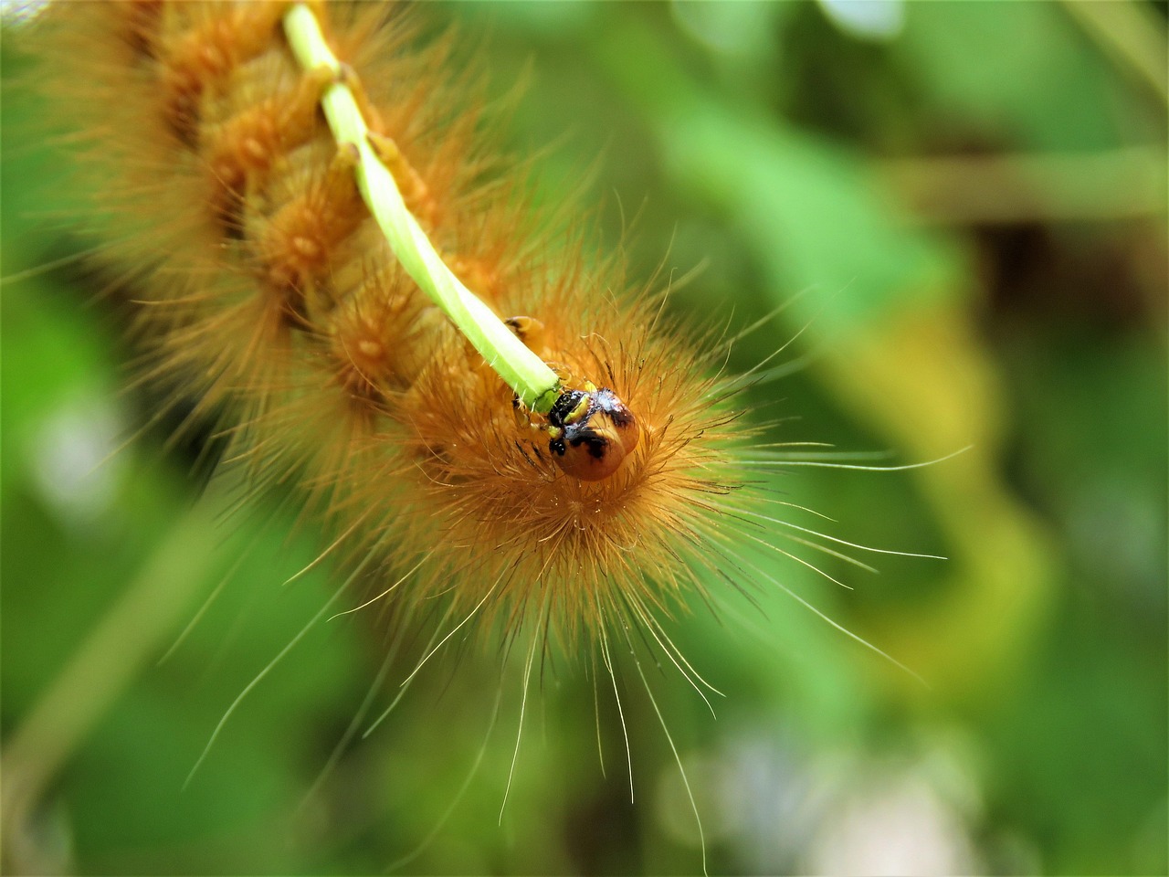 Oruga Escarabajo Insecto - Foto gratis en Pixabay - Pixabay