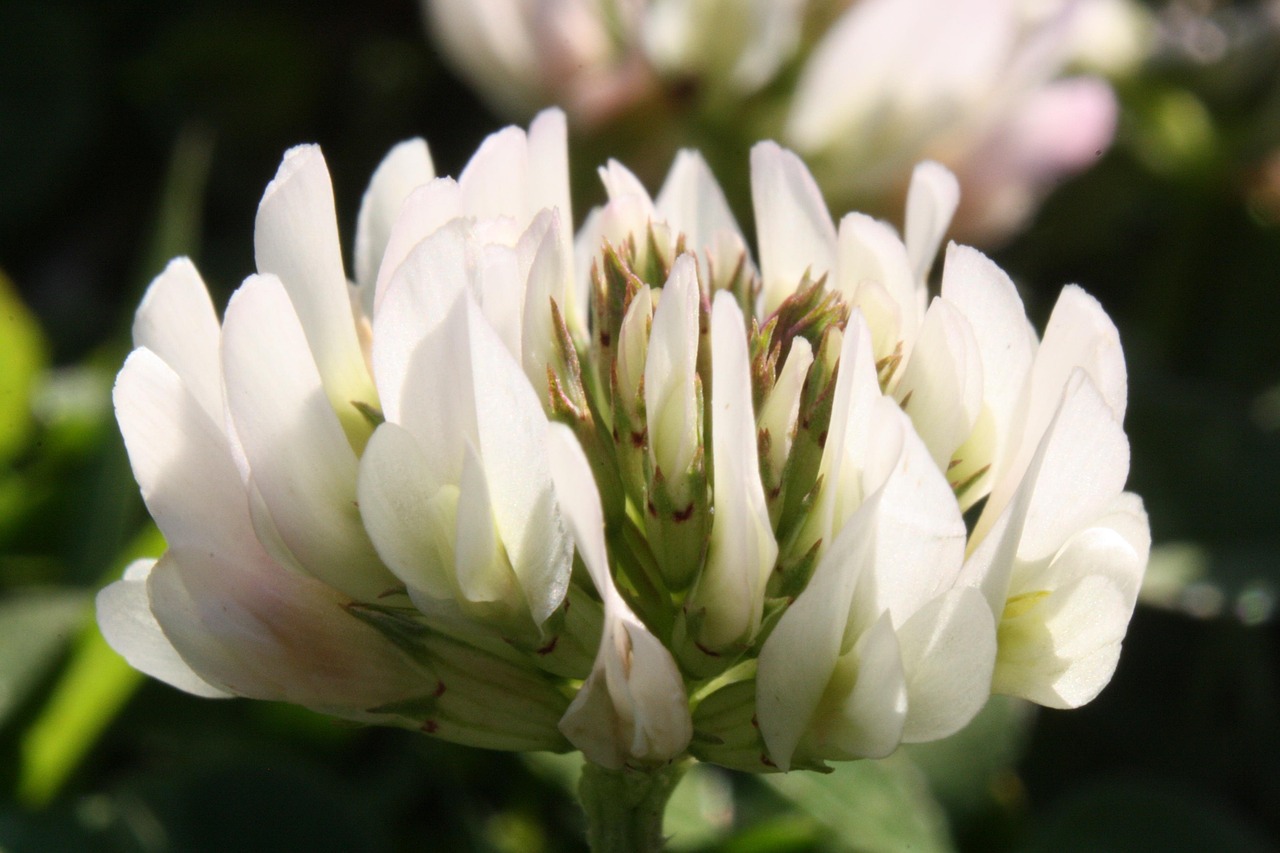 Clover Flower Macro - Free photo on Pixabay - Pixabay