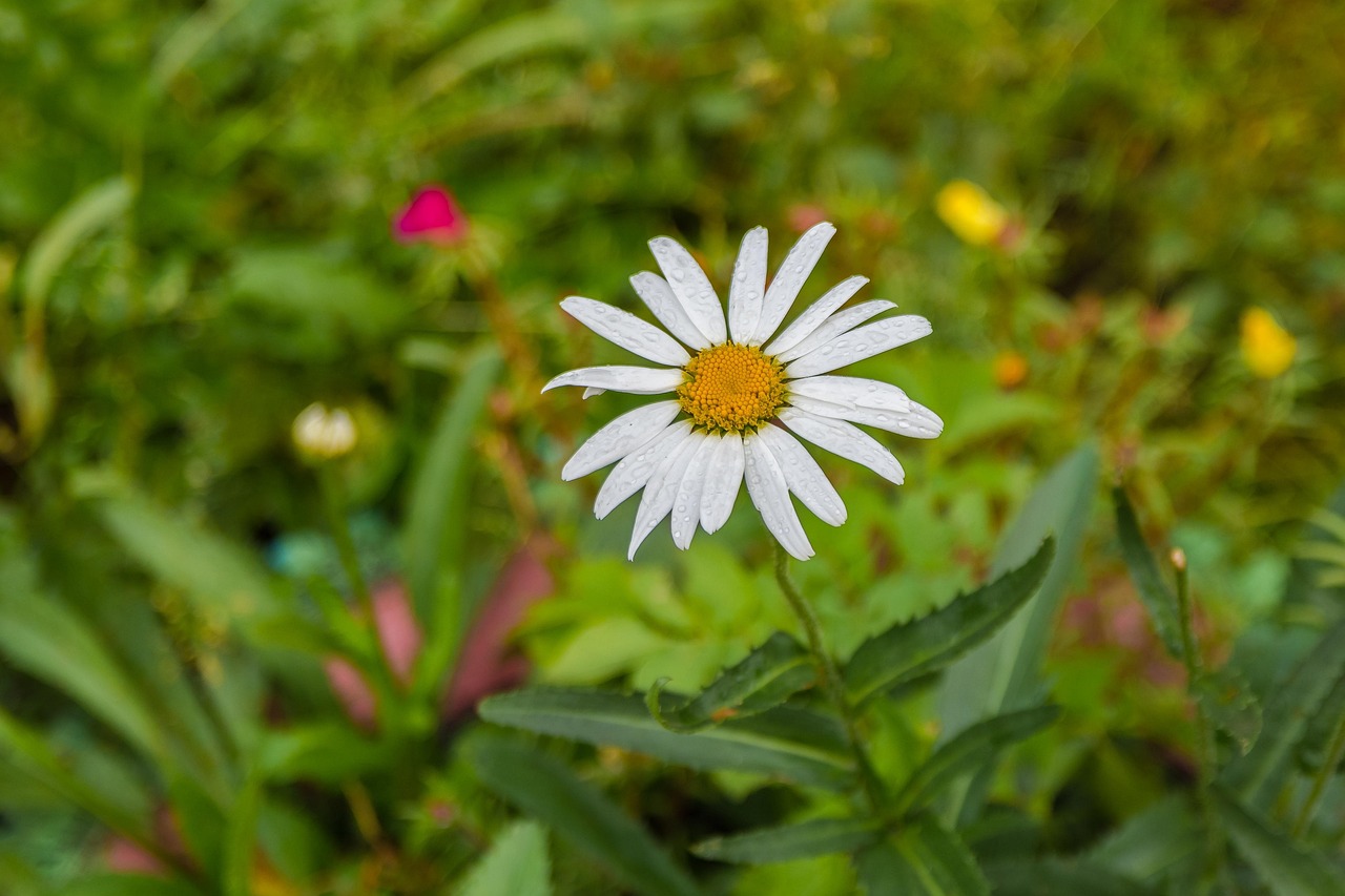 Daisy Bloemen Zomer - Gratis foto op Pixabay - Pixabay