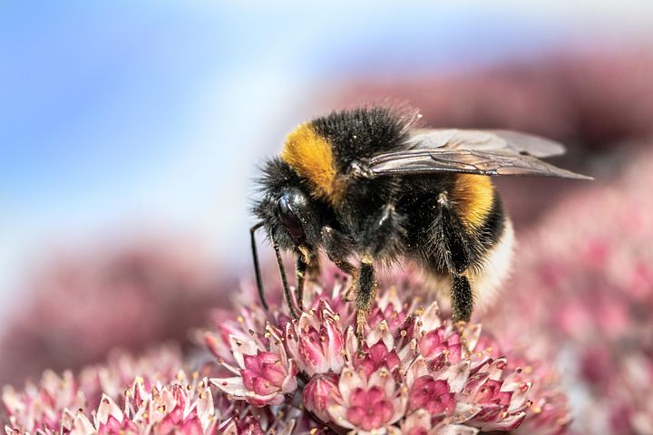 3,000+ Free Bumblebee & Bee Images