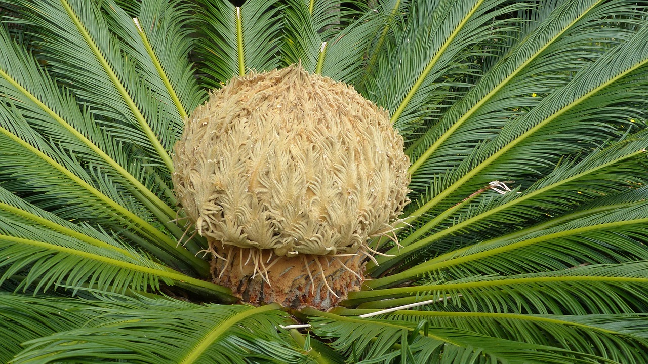 Palm Tree Center Plant - Free photo on Pixabay - Pixabay