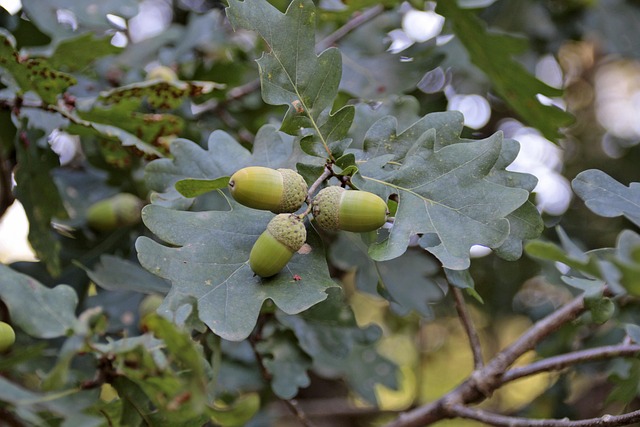 Nozes Árvore Fruta - Foto gratuita no Pixabay - Pixabay