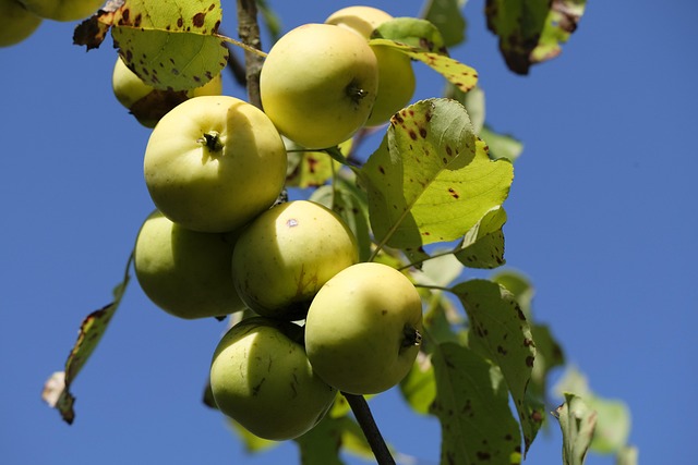Apple Fruit Pome - Free photo on Pixabay - Pixabay
