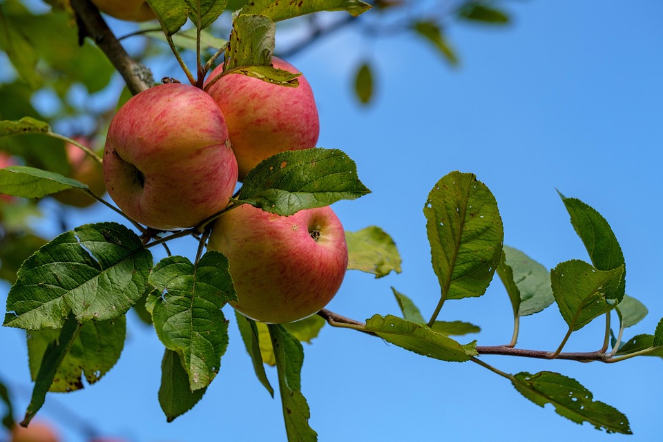 Apple Fruit Pome - Free photo on Pixabay