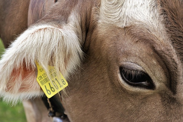Eye Cow Cows - Free photo on Pixabay - Pixabay
