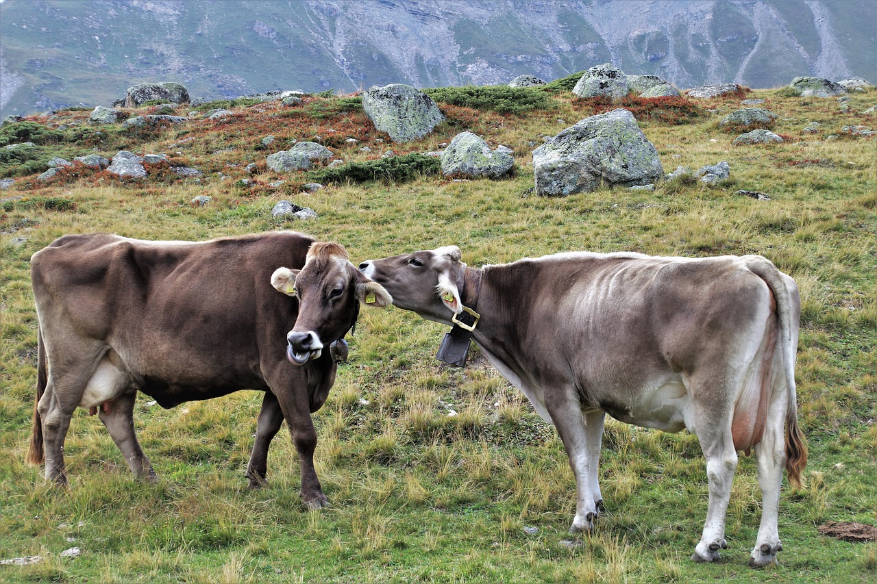 Couple Cows Grazing - Free photo on Pixabay - Pixabay