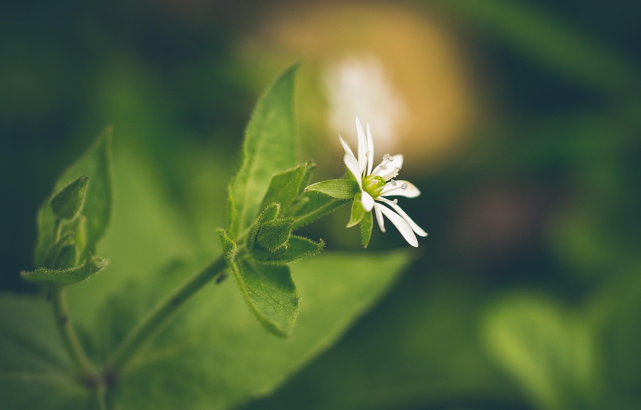 Bunga Putih Makro Padang - Foto gratis di Pixabay - Pixabay