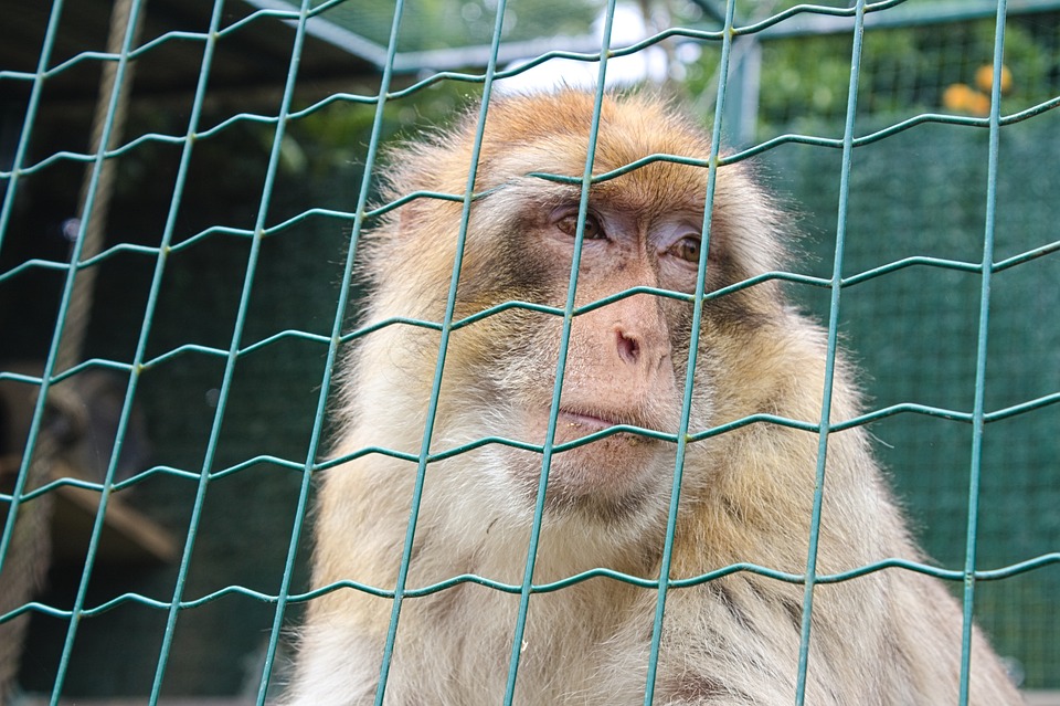 Macaque De Gibraltar Primate Mono - Photo gratuite sur Pixabay - Pixabay