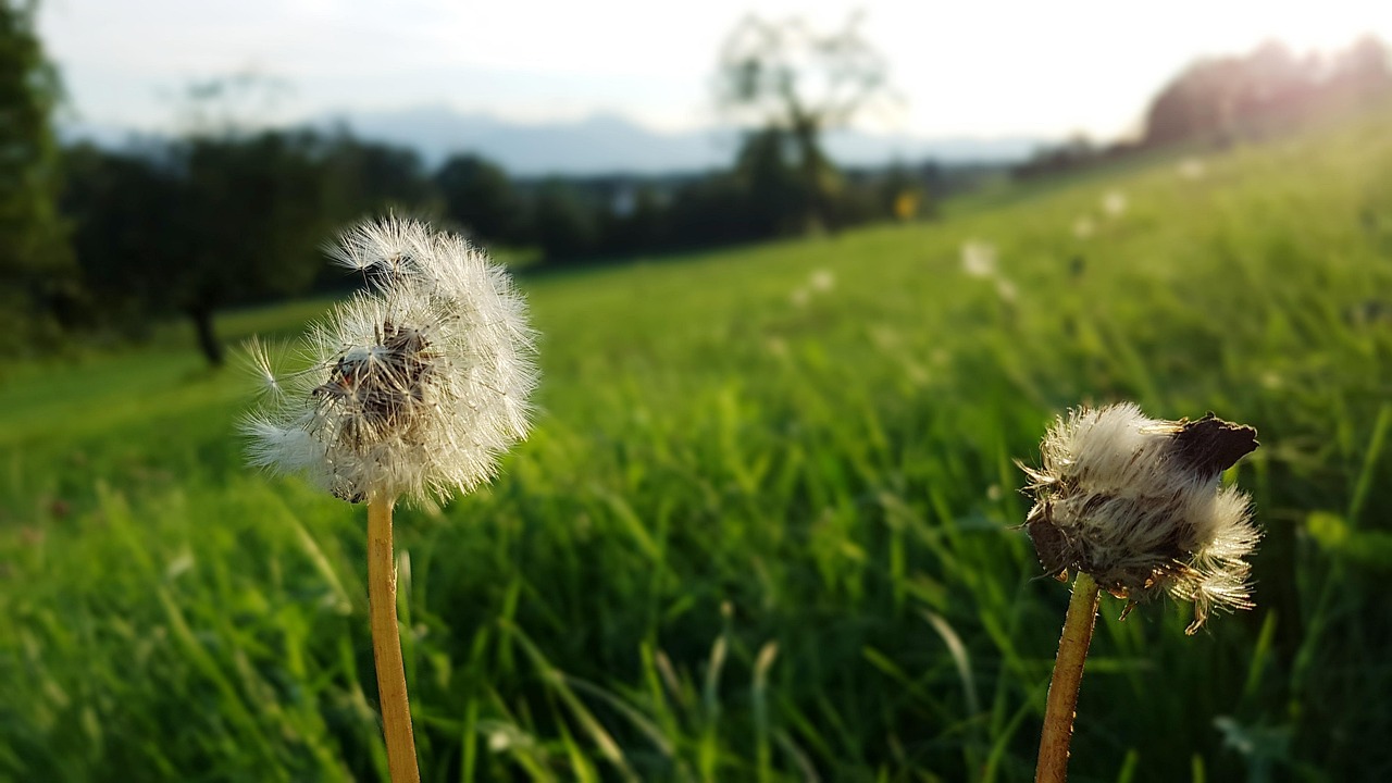 Pitypang Havasi Rét Alpok - Ingyenes fotó a Pixabay-en - Pixabay
