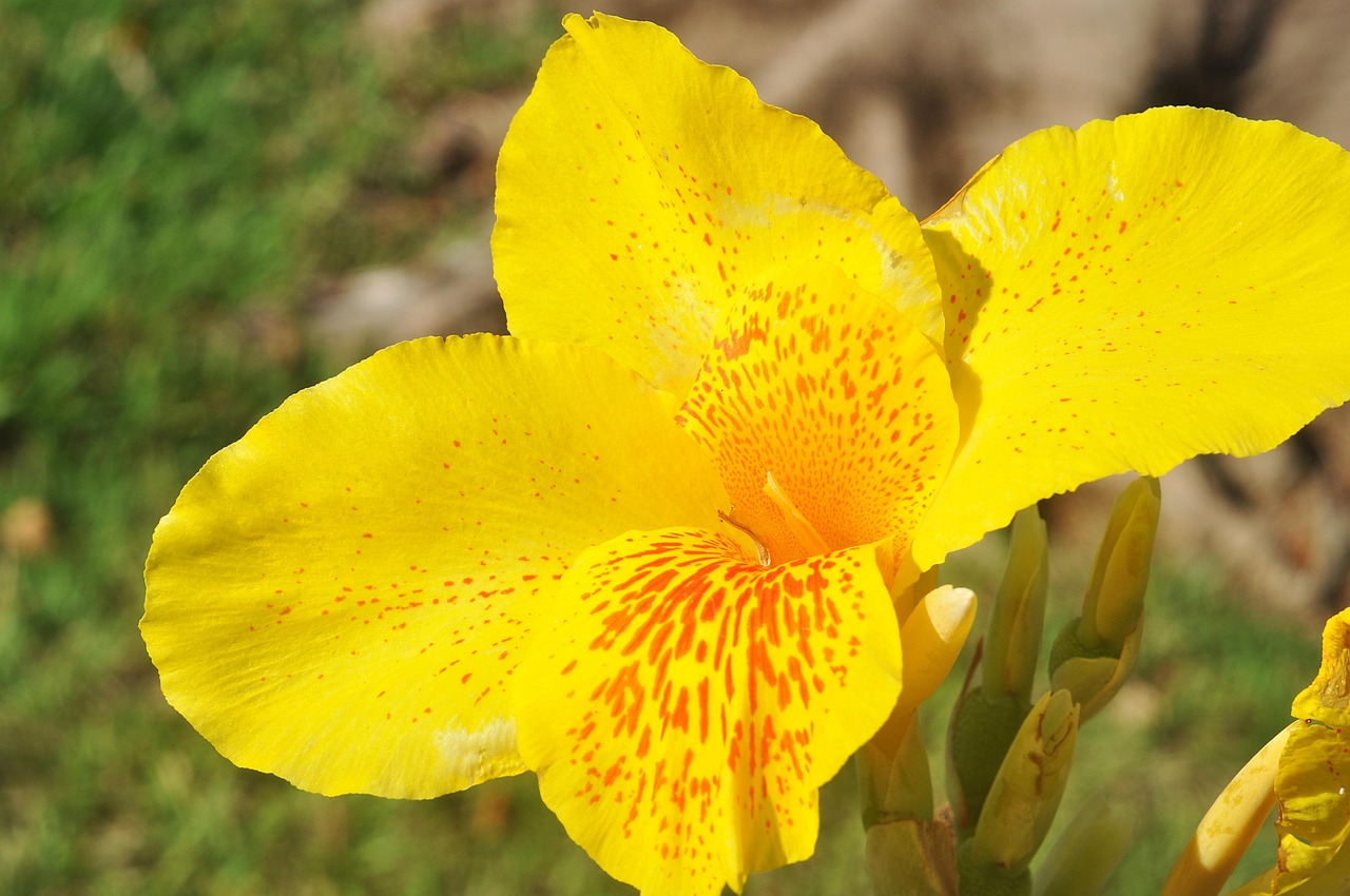 Primavera Flor - Foto gratuita no Pixabay - Pixabay