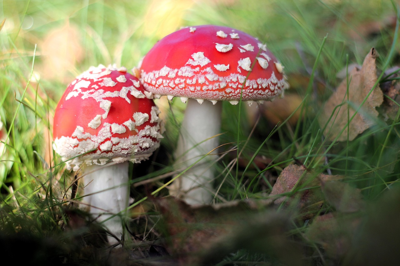 Mérges Gomba Két - Ingyenes fotó a Pixabay-en - Pixabay