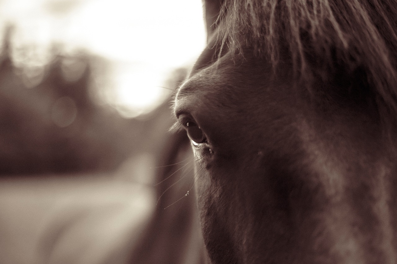 Horse Hucul Animal - Free photo on Pixabay