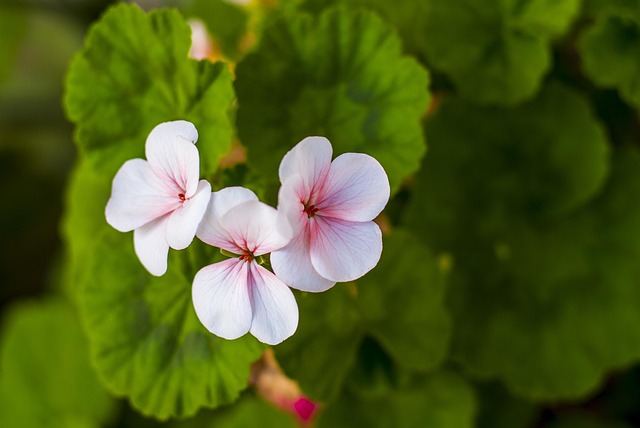 10+ Free Jeranio & Nature Images - Pixabay
