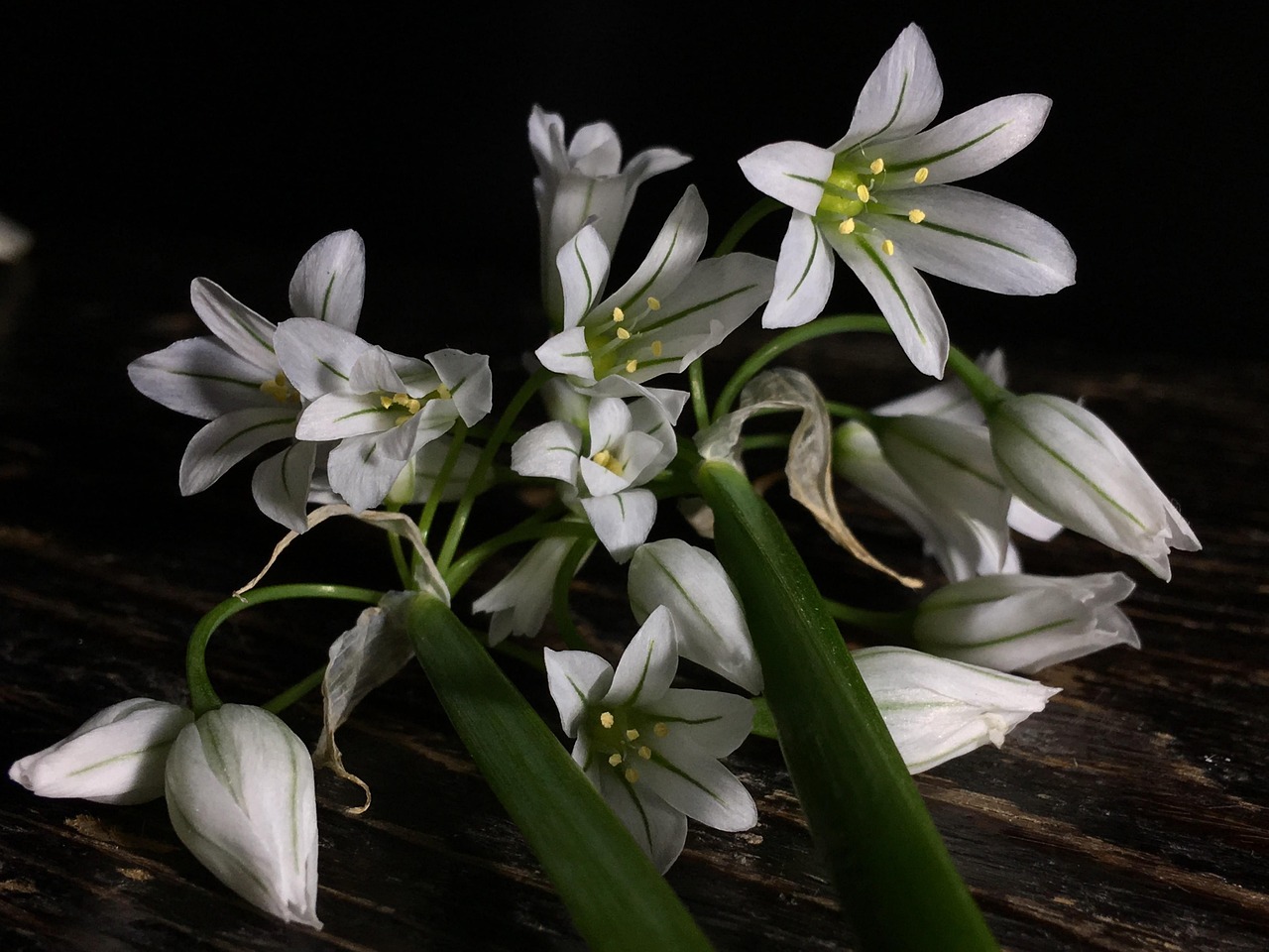 Small Flowers White - Free photo on Pixabay - Pixabay